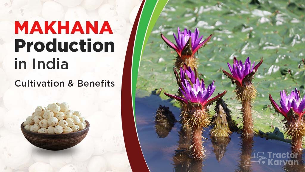 Makhana Production in India: Processing Steps & Benefits