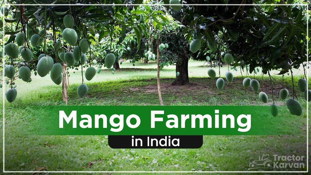 Mango Cultivation in India - Varieties and Soil Required