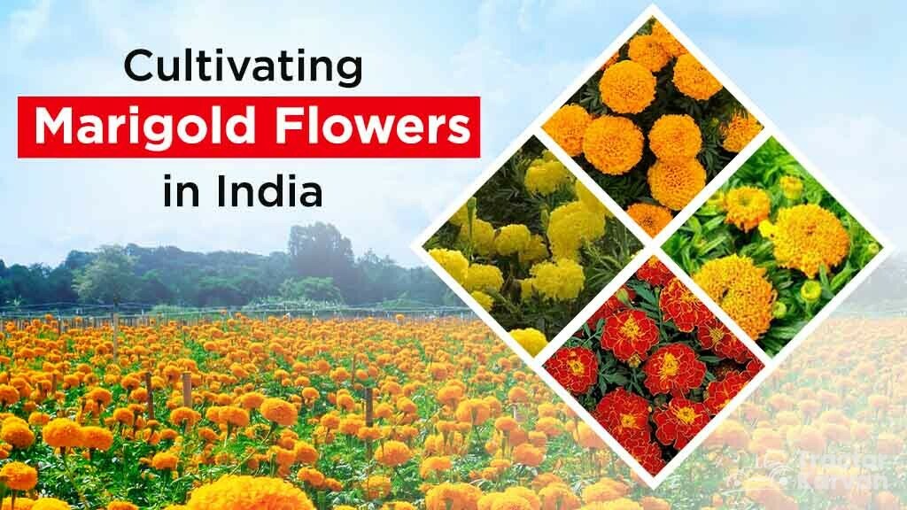 Marigold cultivation in India – Farming Guide
