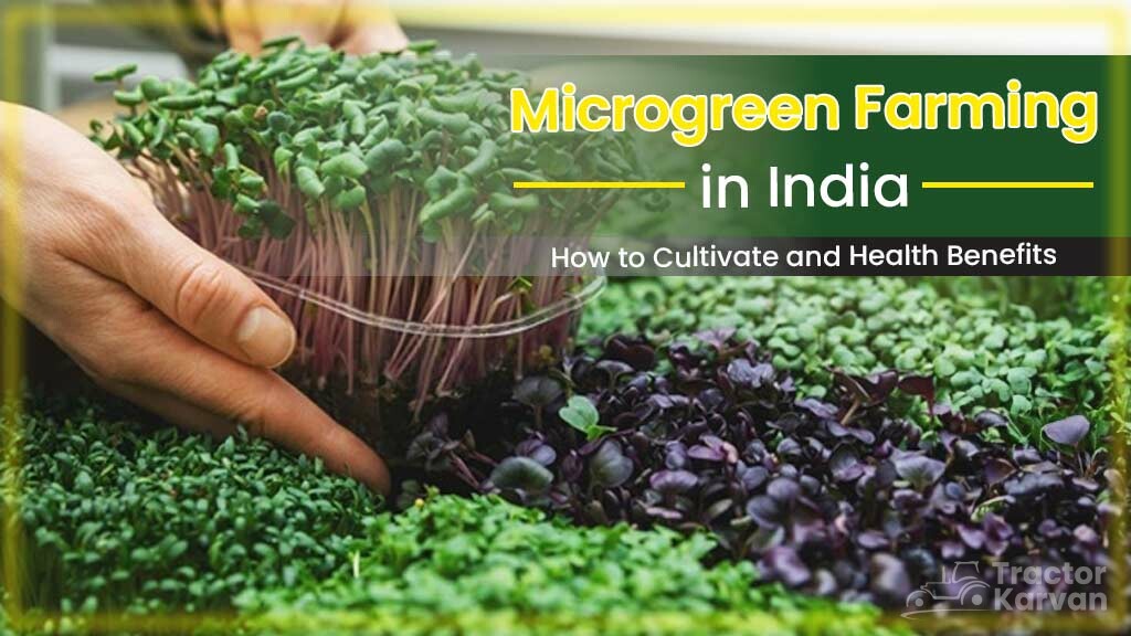 Microgreen Farming in India & Benefits of It - Tractorkarvan