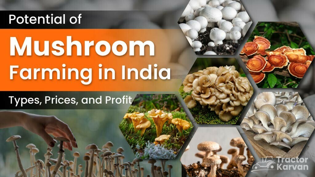 Mushroom Farming in India: Types, Process & Profit Guide