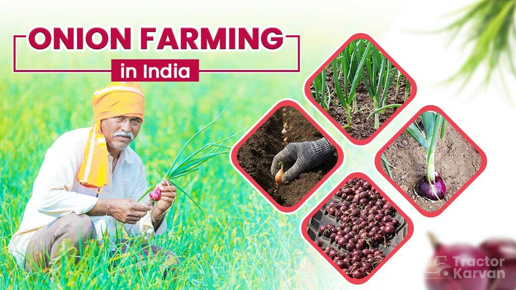 Onion Cultivation in India - How to Grow Onions