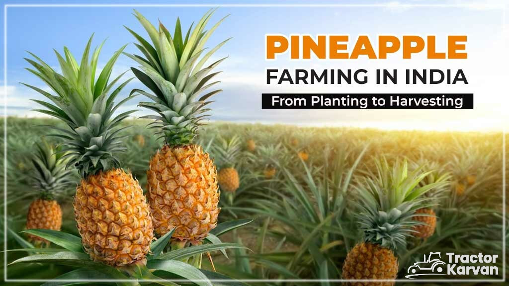 Pineapple Farming in India - Varieties, Methods and Harvesting
