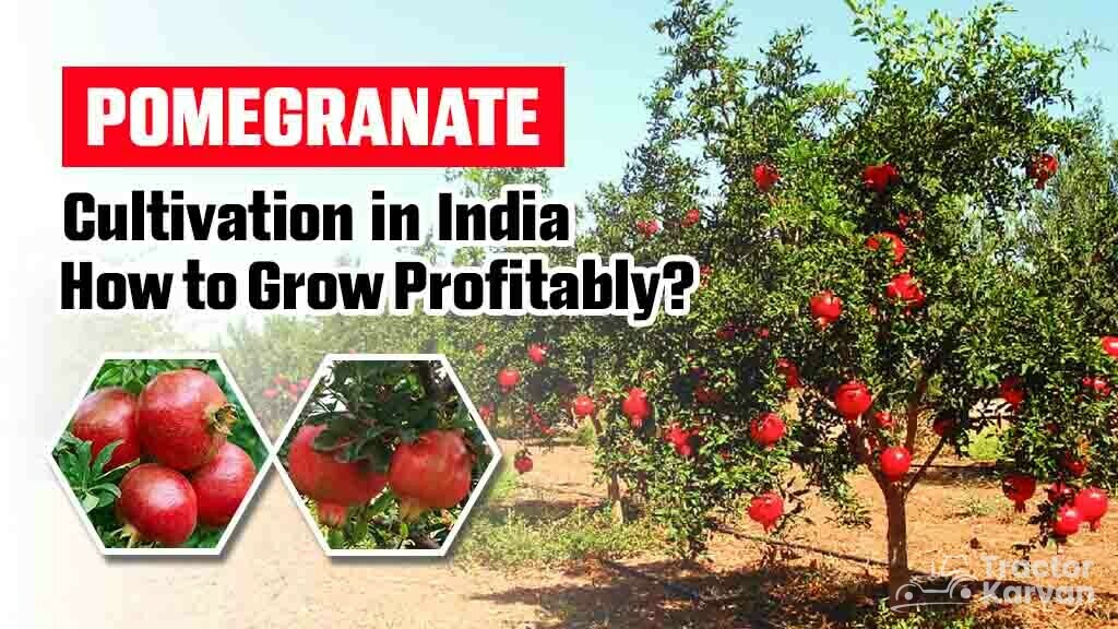 Guide to Pomegranate Cultivation in India