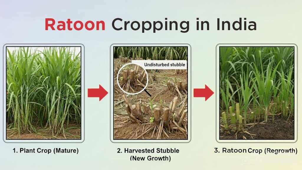 Ratoon Cropping: What It Is, How It Works & Popular Crops
