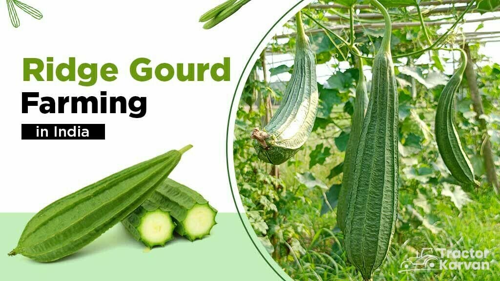 Ridge Gourd Farming in India: Cultivation & Production