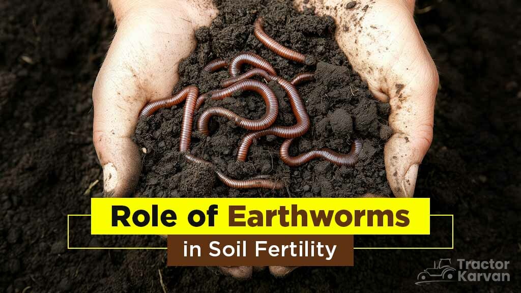 Role of Earthworms in Soil Fertility - Tractorkarvan