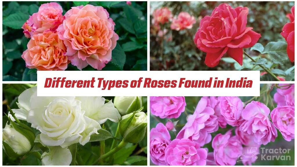 Different Types of Roses in India and its Production