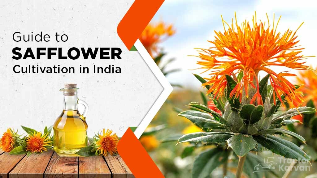 Safflower Cultivation in India – Varieties & Benefits