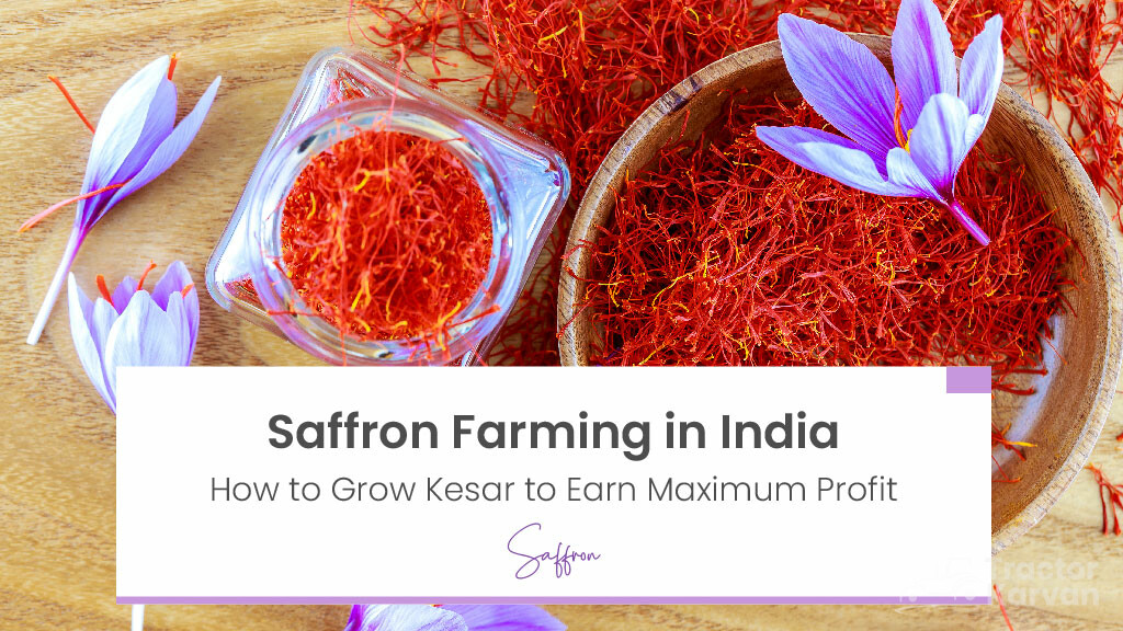 A Comprehensive Guide on How to Grow Kesar