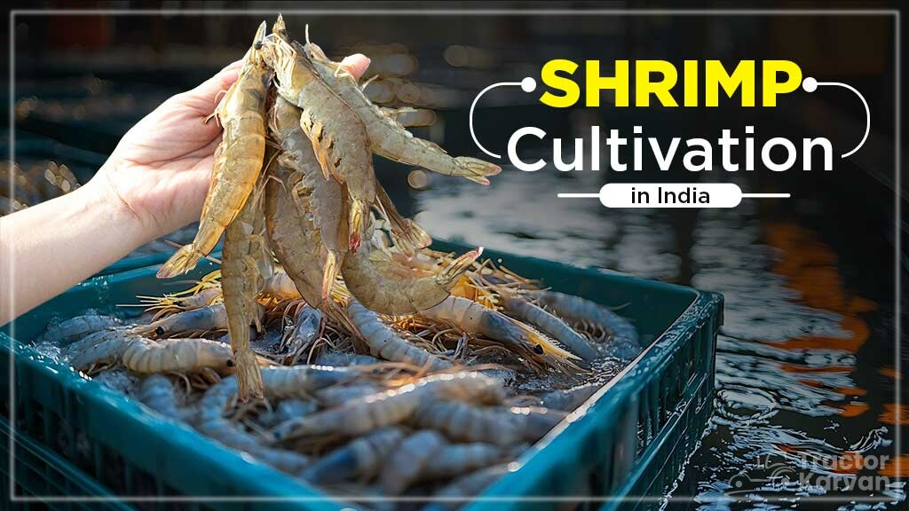 Shrimp Cultivation in India: Types, Methods & Profitable Business Guide