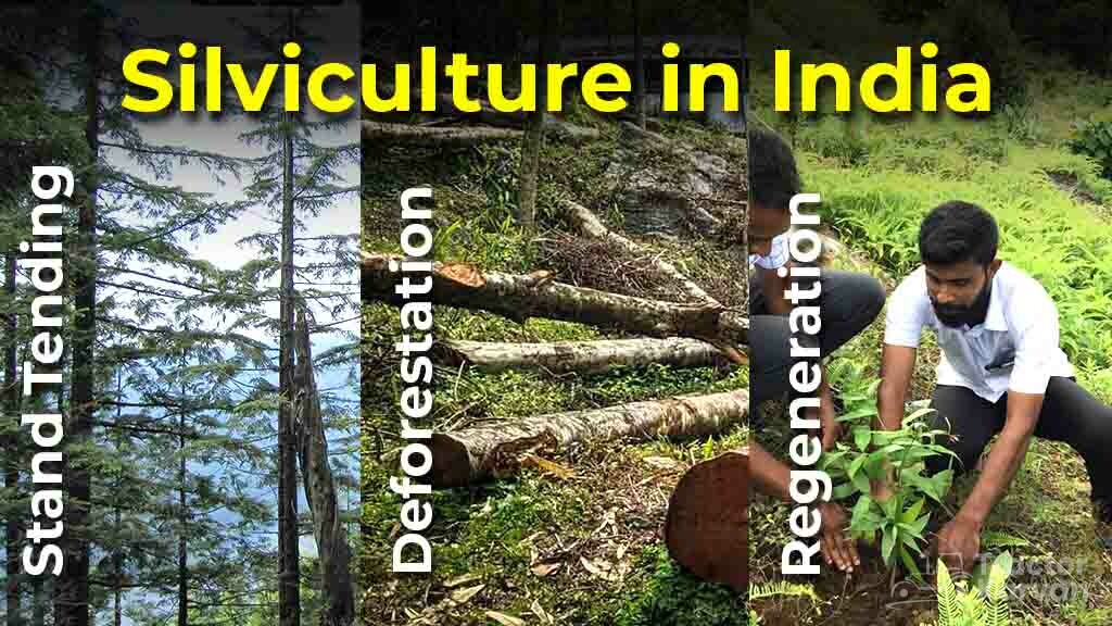 Silviculture in India: Importance, types and Advantages