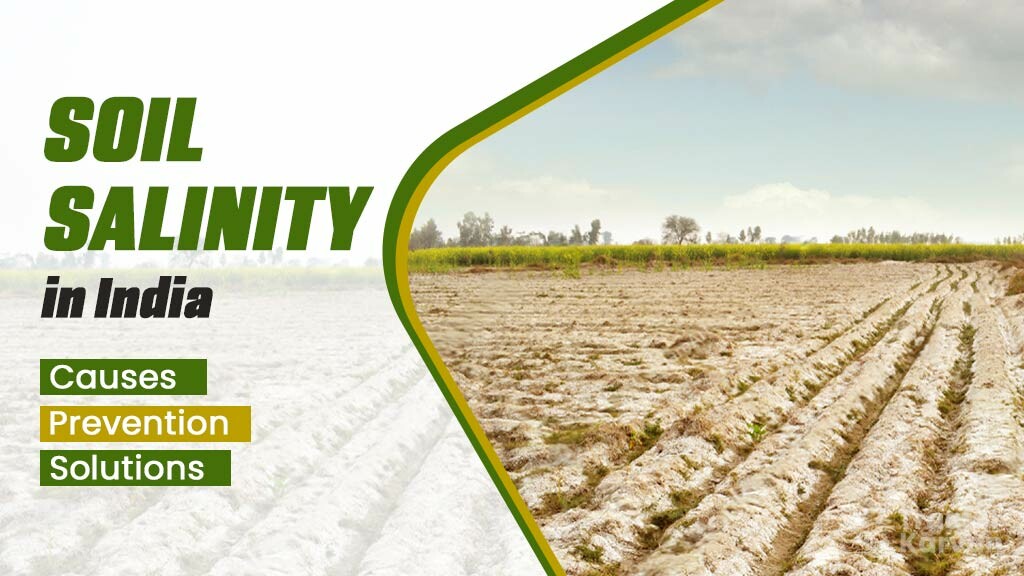 Soil Salinity in India – Types, Causes and Prevention