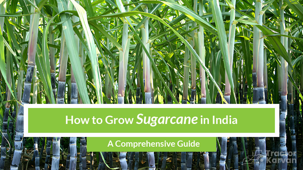 How to Grow Sugarcane Plant - Tractorkarvan
