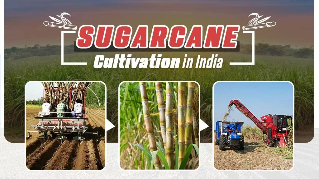 How to Grow Sugarcane Plant - Tractorkarvan