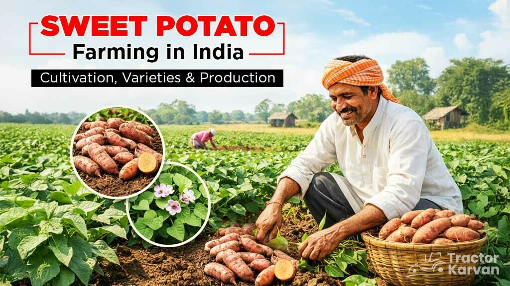 Sweet Potato Farming in India: Cultivation, Varieties & Production