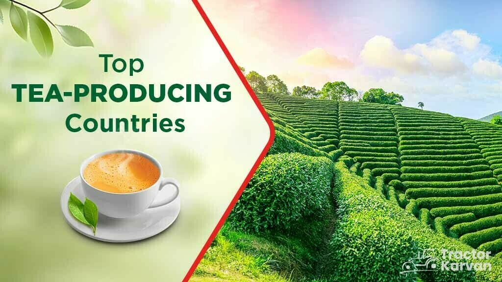 Top 5 Tea Producing Countries in the World