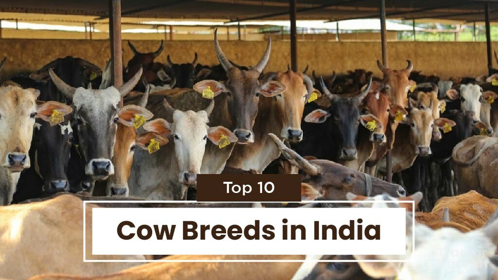 Cow Breeds in India – Origin and Characteristics