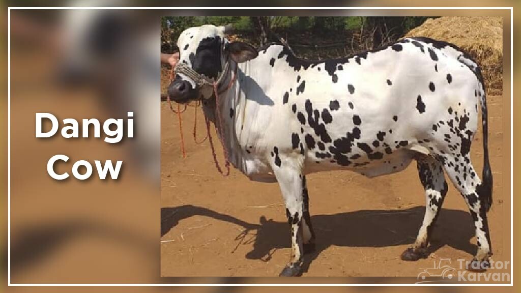 Top 10 Cow Breeds in India & Where they found