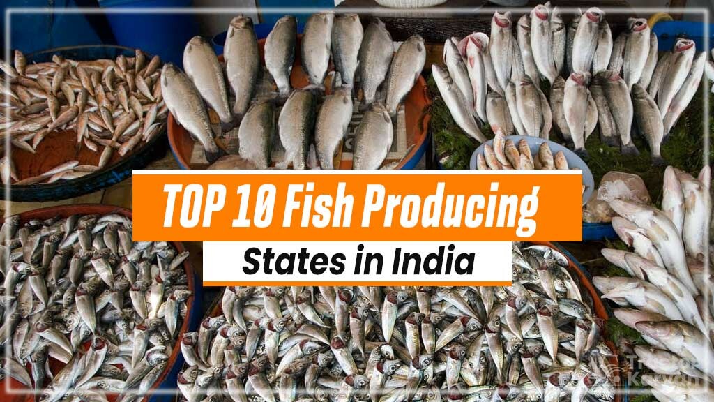 Top 10 Fish Producing States in India 2026