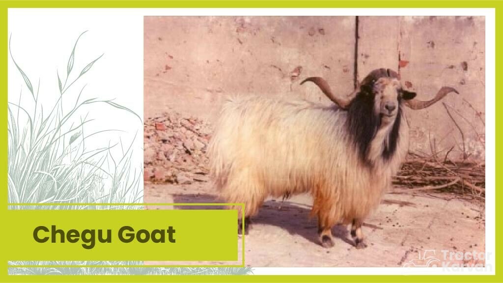 Top 10 Goat Breeds in India & Where they Found