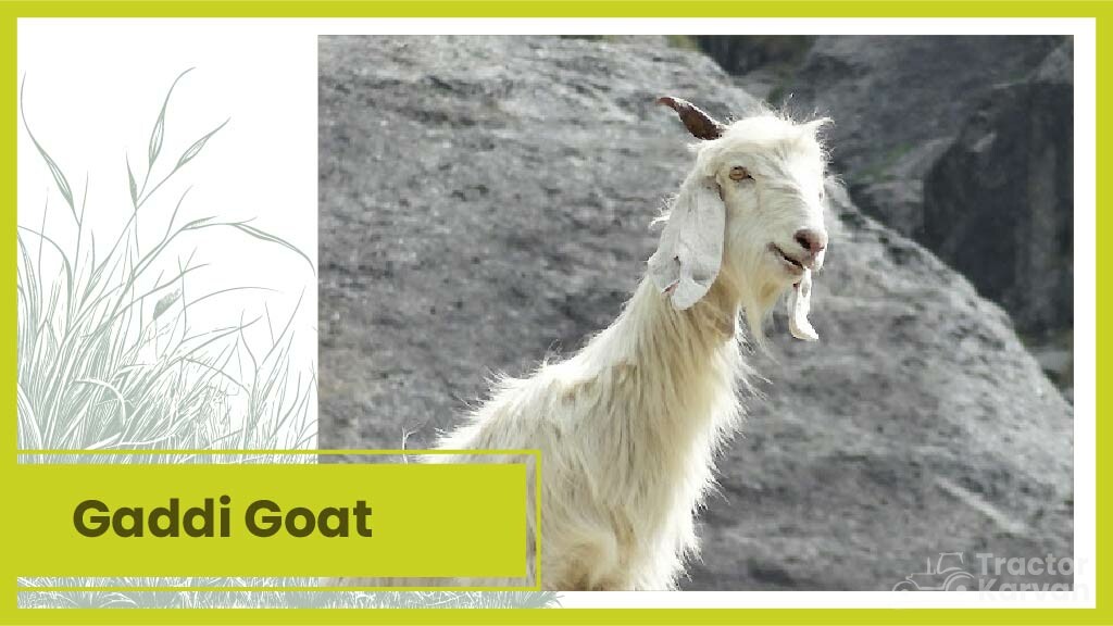 Top 10 Goat Breeds in India & Where they Found