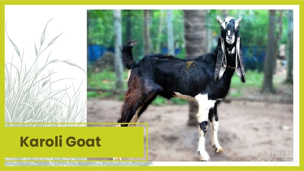 Top 10 Goat Breeds in India & Where they Found
