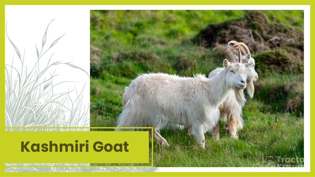 Top 10 Goat Breeds in India & Where they Found