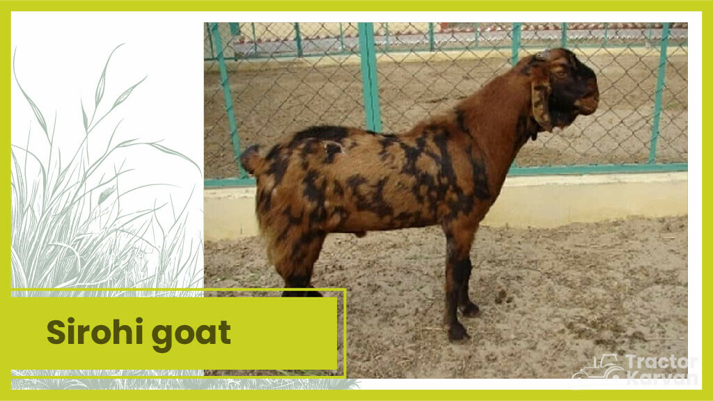 Top 10 Goat Breeds in India & Where they Found