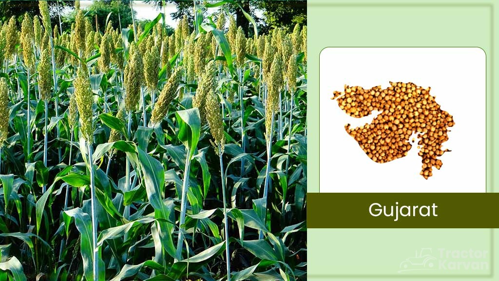 Top 10 Jowar Producing States in India - Tractorkarvan