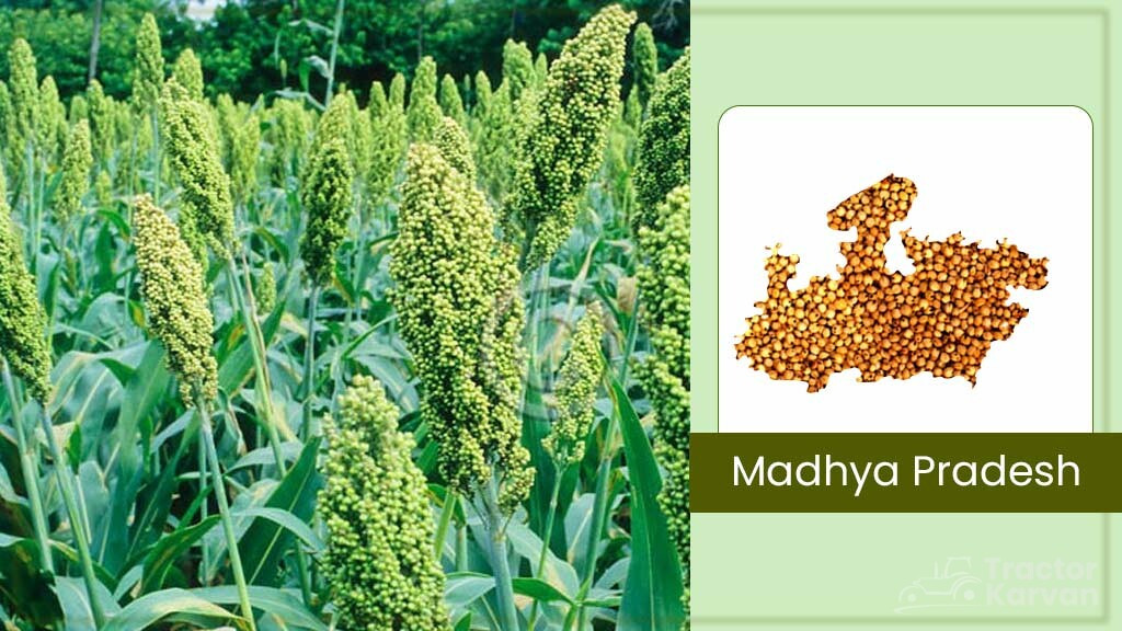 Top 10 Jowar Producing States in India - Tractorkarvan