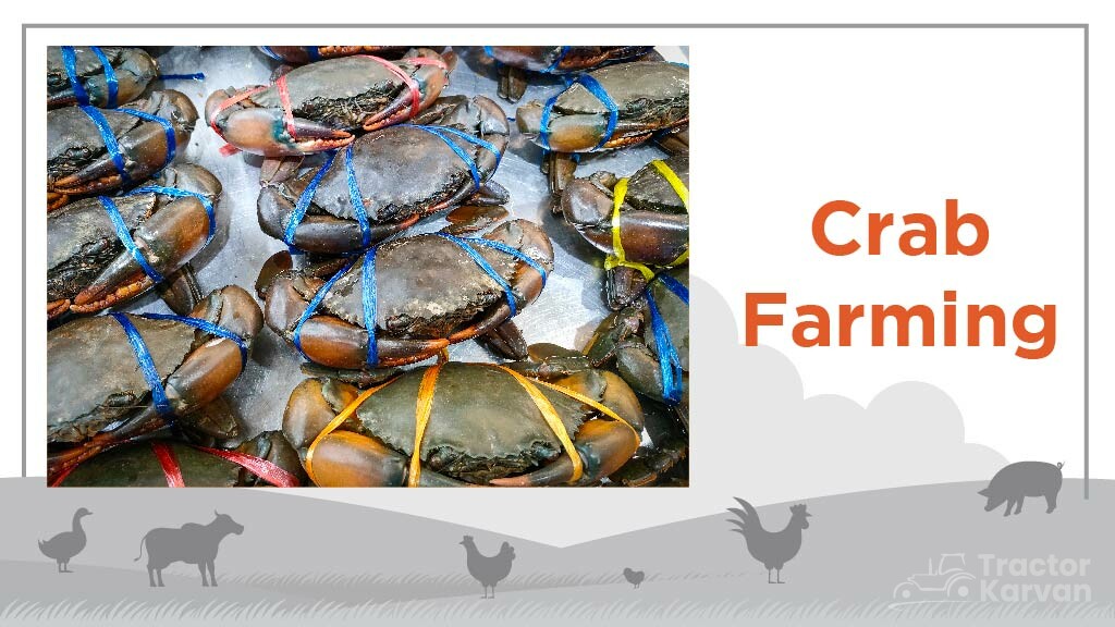 Top 10 Profitable Livestock Farming Business in India