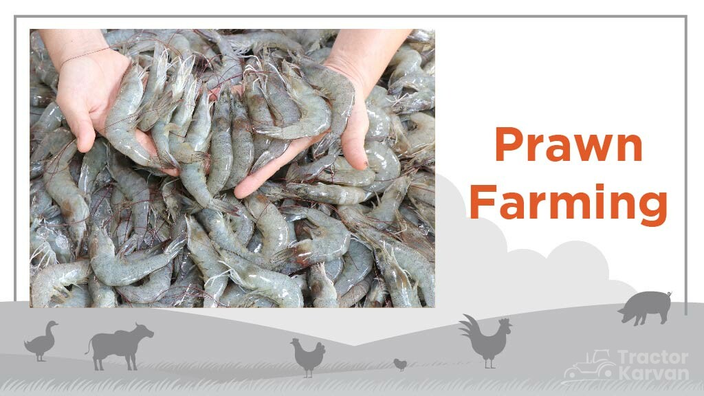 Top 10 Profitable Livestock Farming Business in India