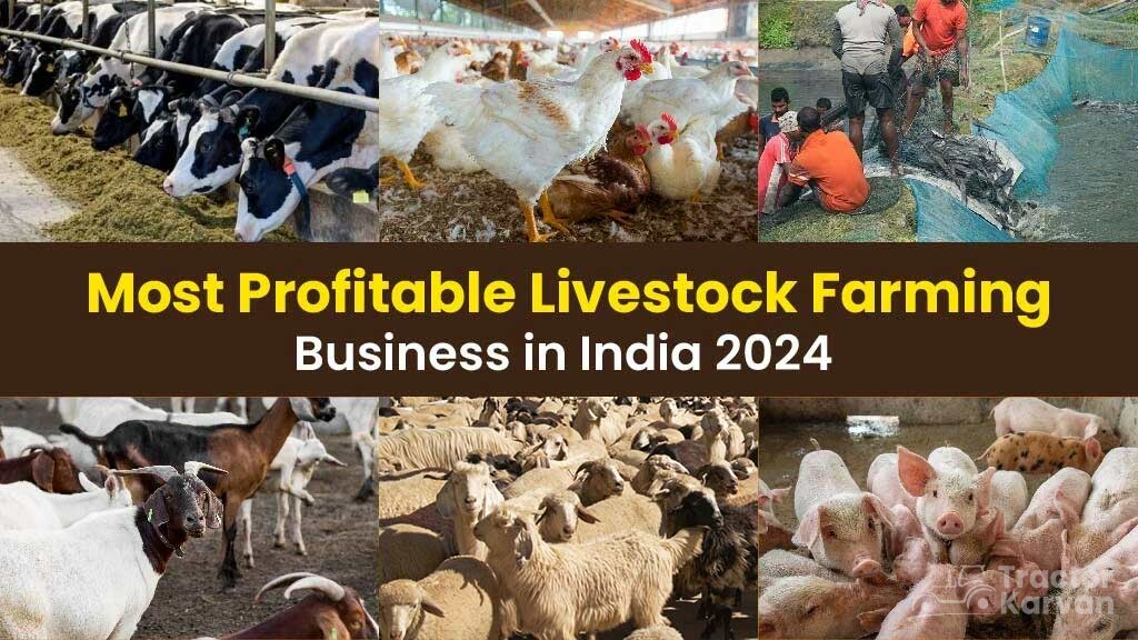 Profitable Livestock Farming Business Ideas In India 2025