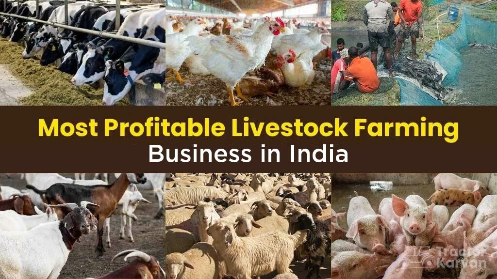 Profitable Livestock Farming Business Ideas In India 2026