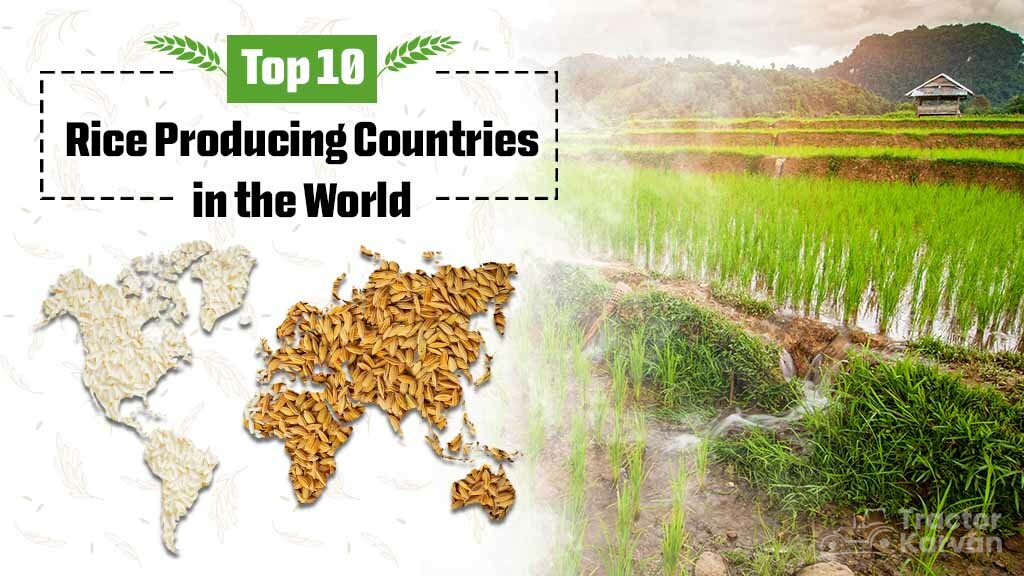 Top 10 Rice Producing Countries in the world