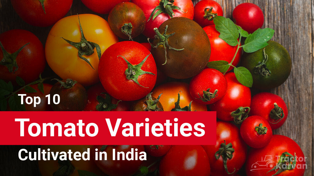 Top 10 Tomato Varieties Cultivated in India - Tractorkarvan