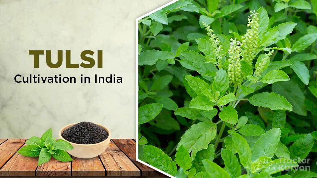 Guide to Best Farming Practices for Tulsi Cultivation in India 2026