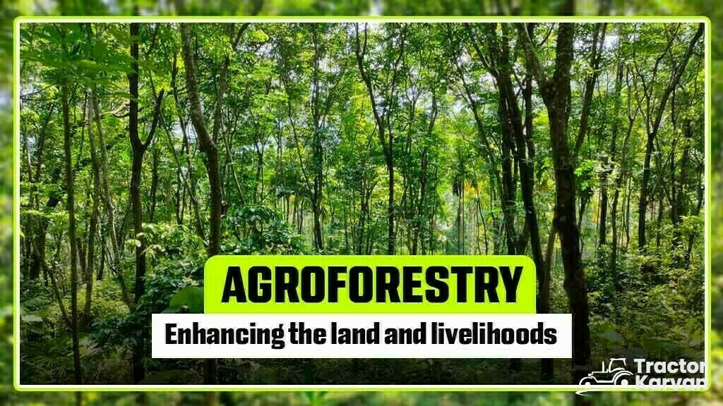 Agroforestry in India - Importance, Types and Economical Benefits