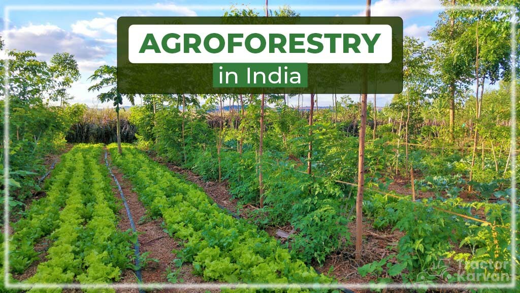 What is Agroforestry in India - Types & Benefits