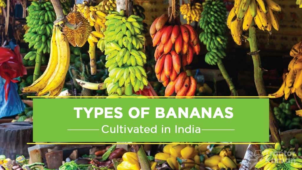 Popular Banana Varieties Cultivated in India
