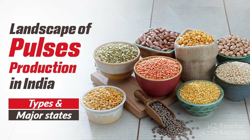 Pulses In India - Types And Largest Producing States