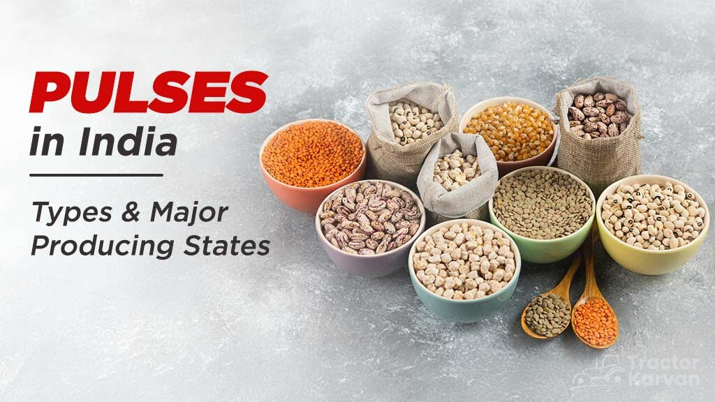 Types of Pulses & Key Producing States: A detailed Overview