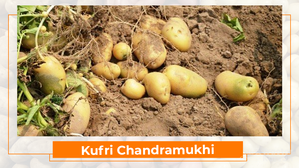 Potato Varieties Cultivated in India - Tractorkarvan