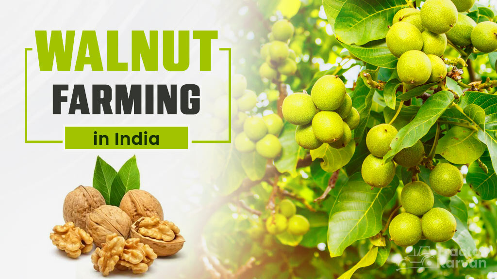Walnut Farming in India - Varieties, Climate and Soil Requirements