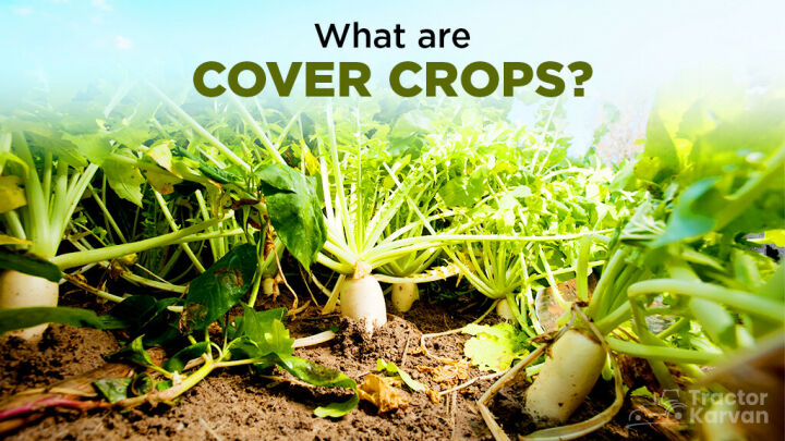 What is Cover Crop - Example, Types & Benefits in India