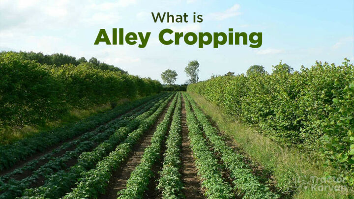 What is Floriculture and Trends of Floriculture