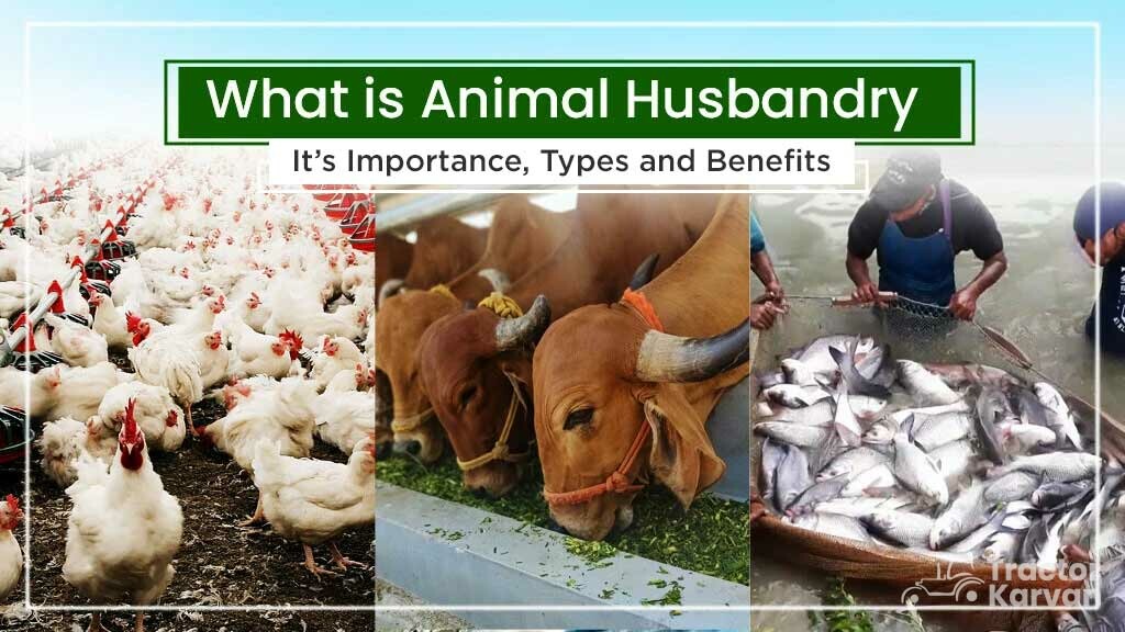 What is Animal Husbandry, Types & Benefits