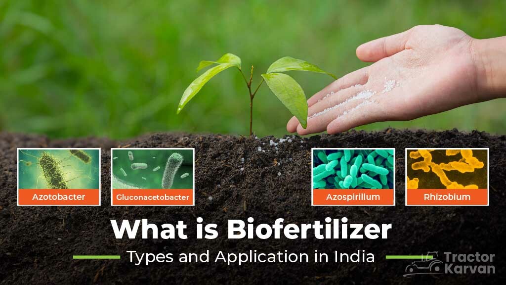 Biofertilizers - It's Types and Applications in India 2025