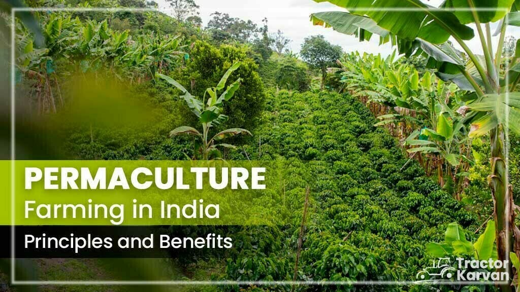 A Guide to Permaculture Farming in India
